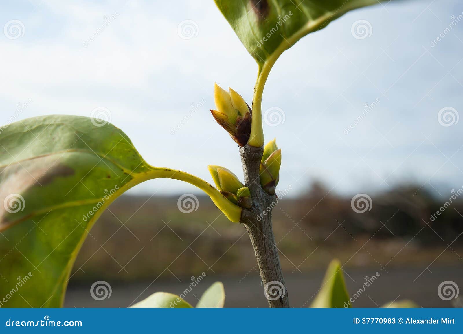 Lilac branch with bud stock image. Image of flora, tree - 37770983