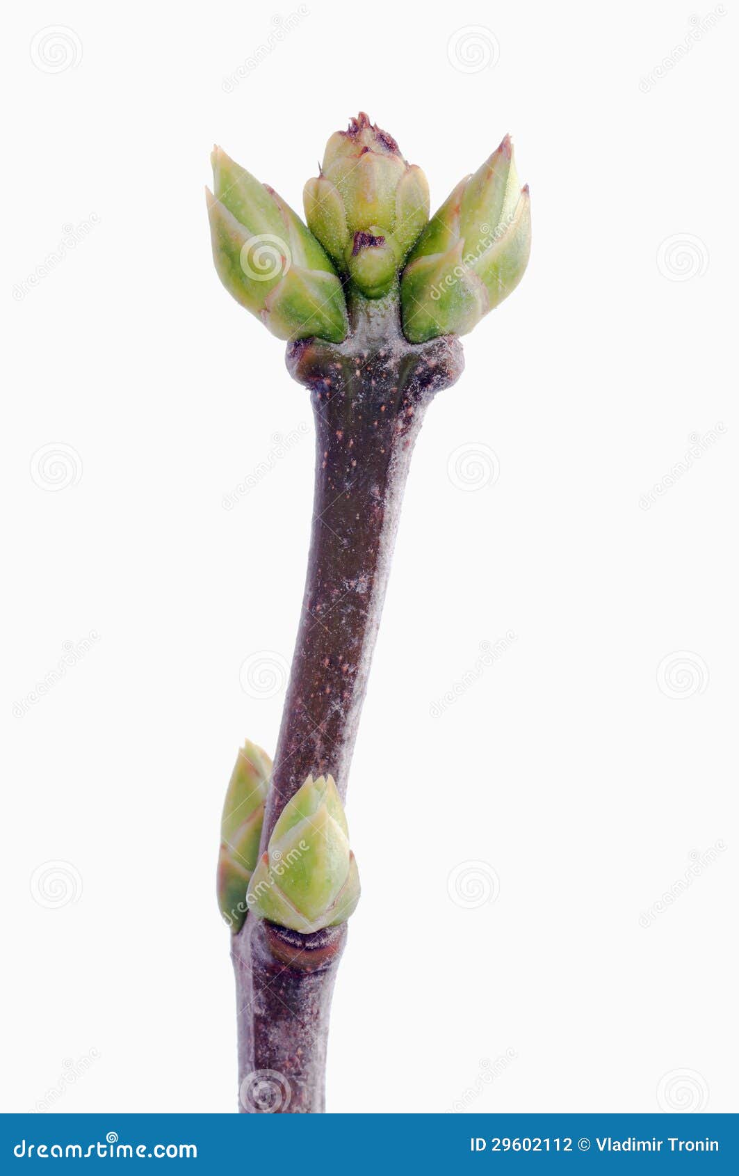 Lilac branch with buds stock photo. Image of isolated - 29602112