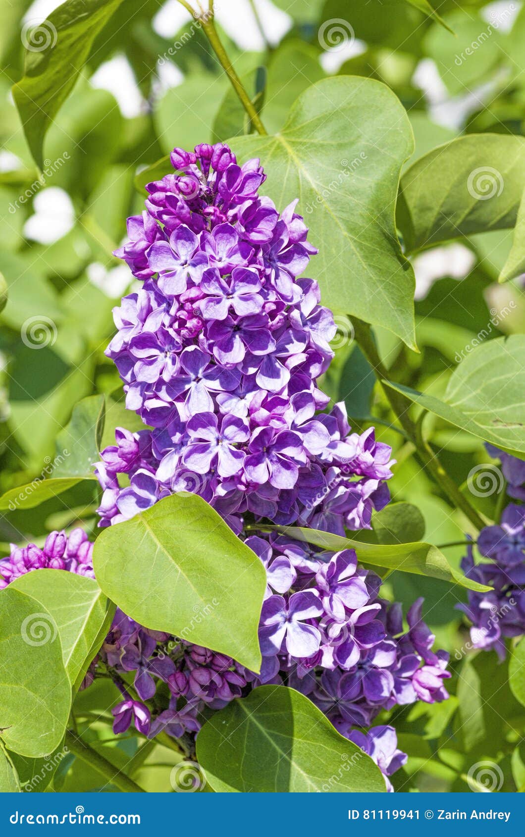 Lilac branch close up stock image. Image of gardening - 81119941
