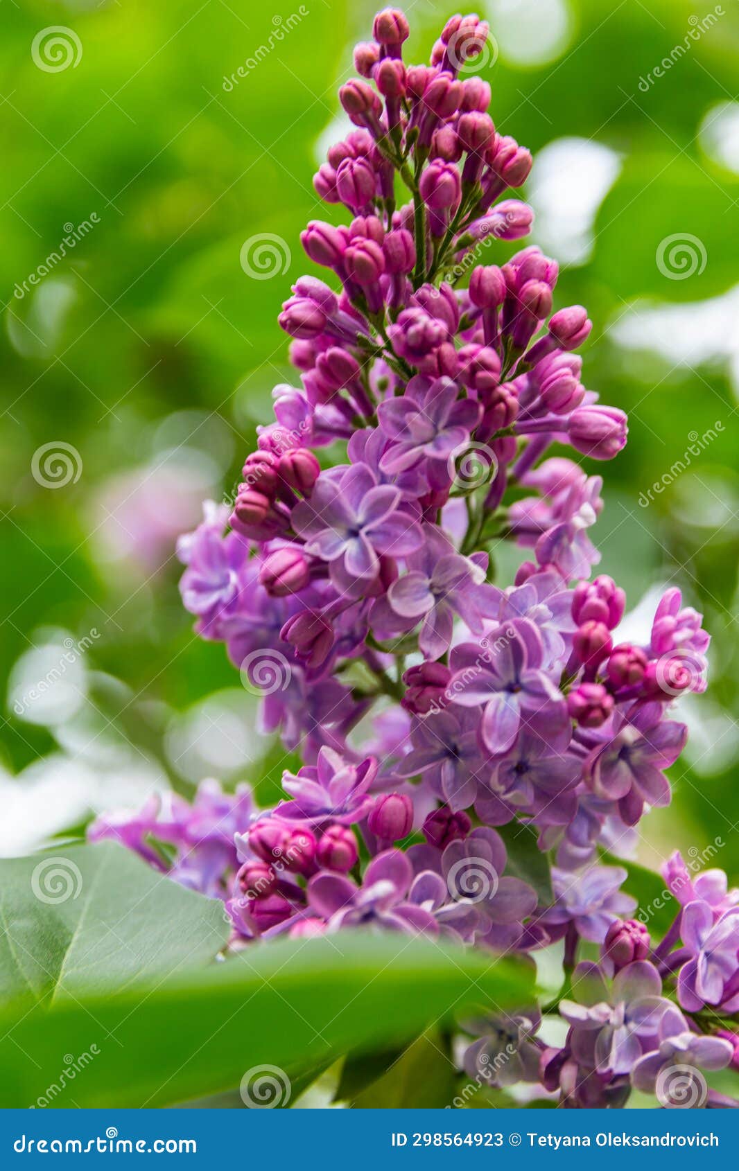 Lilac Branch, Flowering Branch Stock Image - Image of flower, twig ...