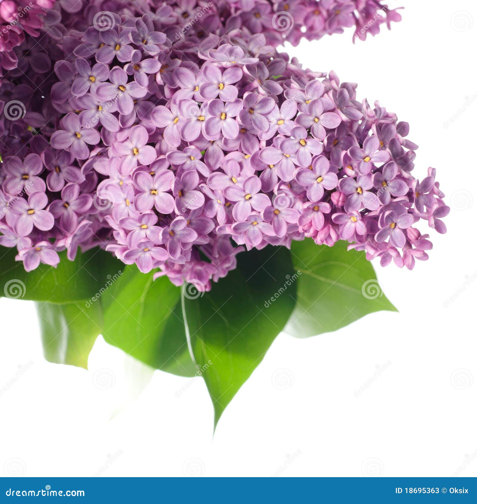 Lilac Branch Isolated on White Stock Image - Image of smelling, branch ...