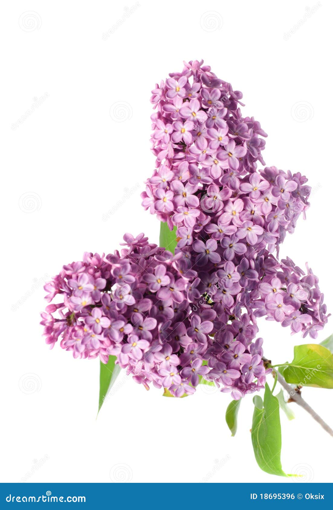 Lilac Branch Isolated on White Stock Photo - Image of light, bouquet ...