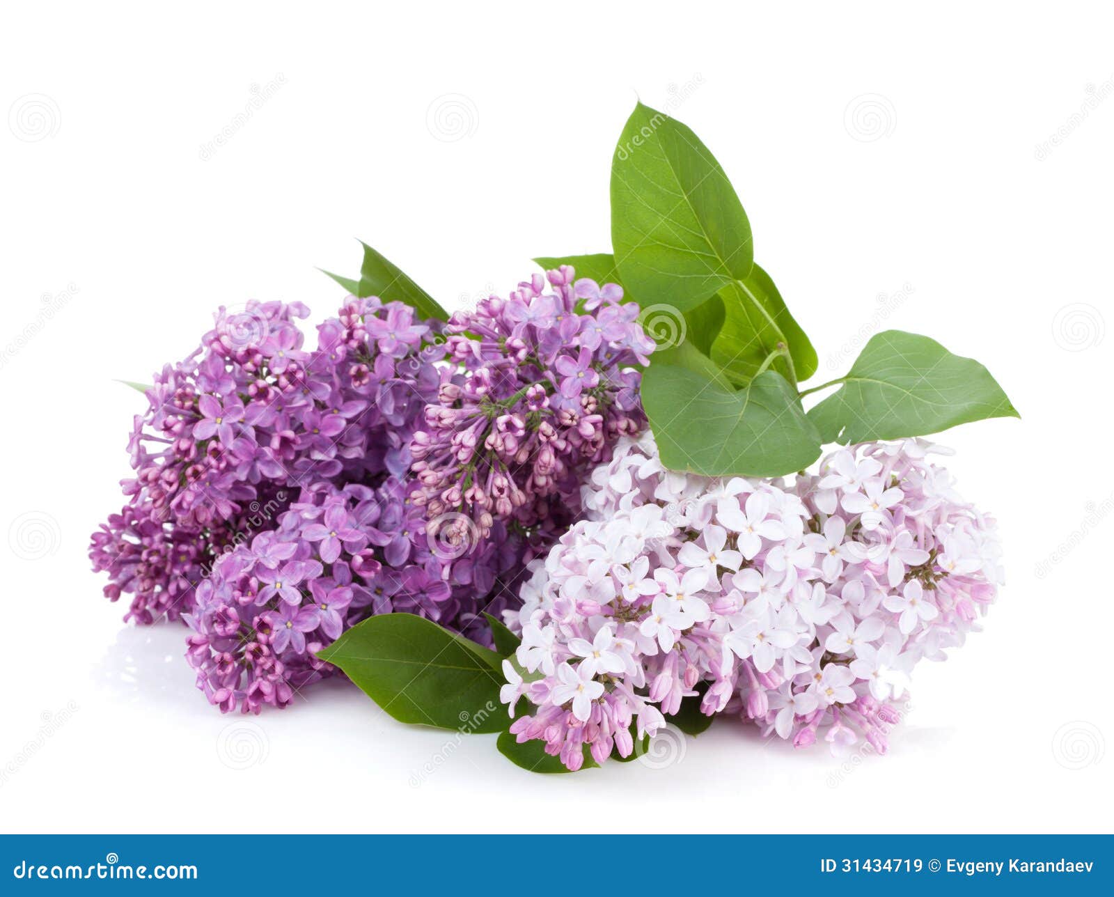 Lilac Branch Royalty-Free Stock Photography | CartoonDealer.com #31434719