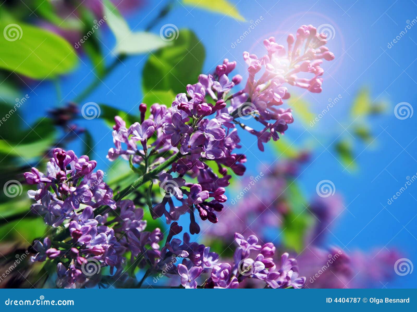 Lilac Branch with a Sun Flare Stock Image - Image of colours, plants ...