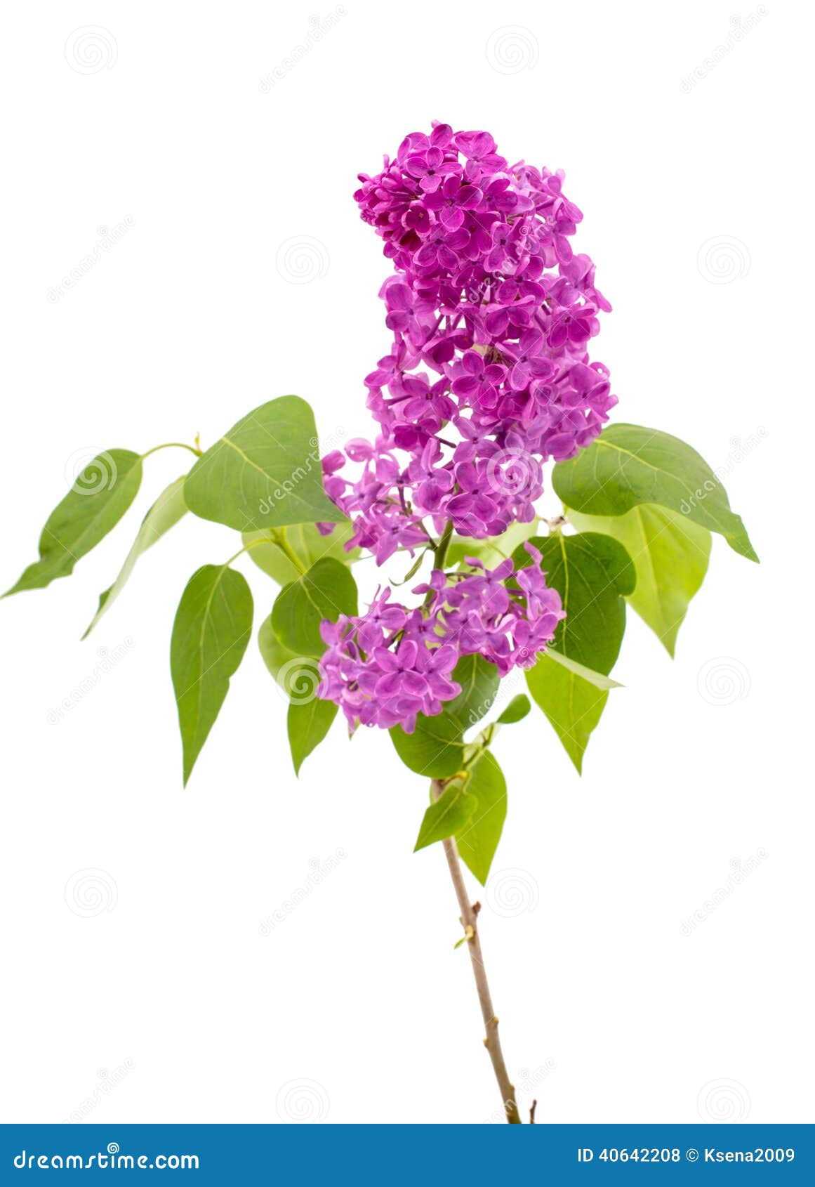 Lilac branch stock photo. Image of natural, element, isolate - 40642208