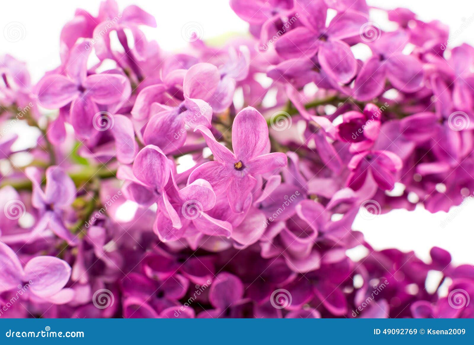 Lilac branch stock image. Image of easter, branch, lilac - 49092769
