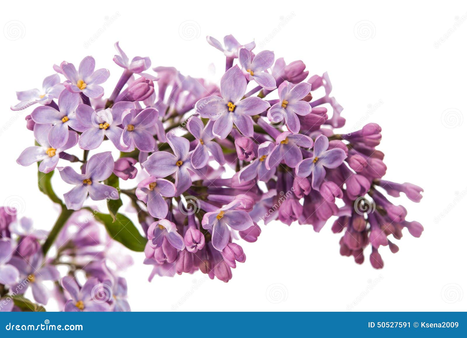 Lilac branch stock image. Image of isolated, element - 50527591
