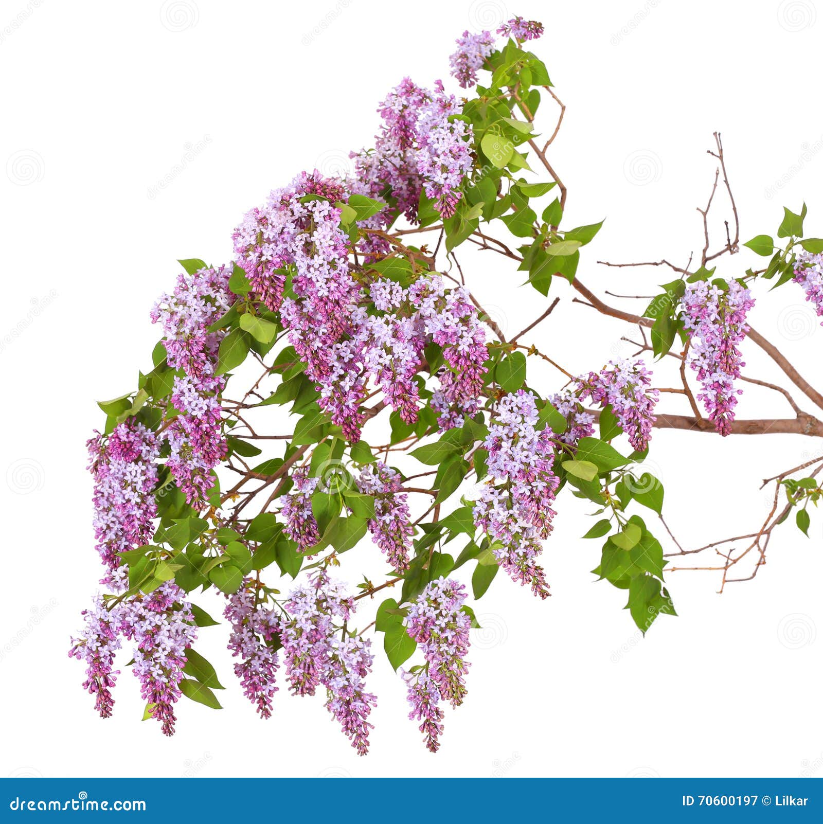 Lilac branch stock image. Image of border, petal, isolate - 70600197