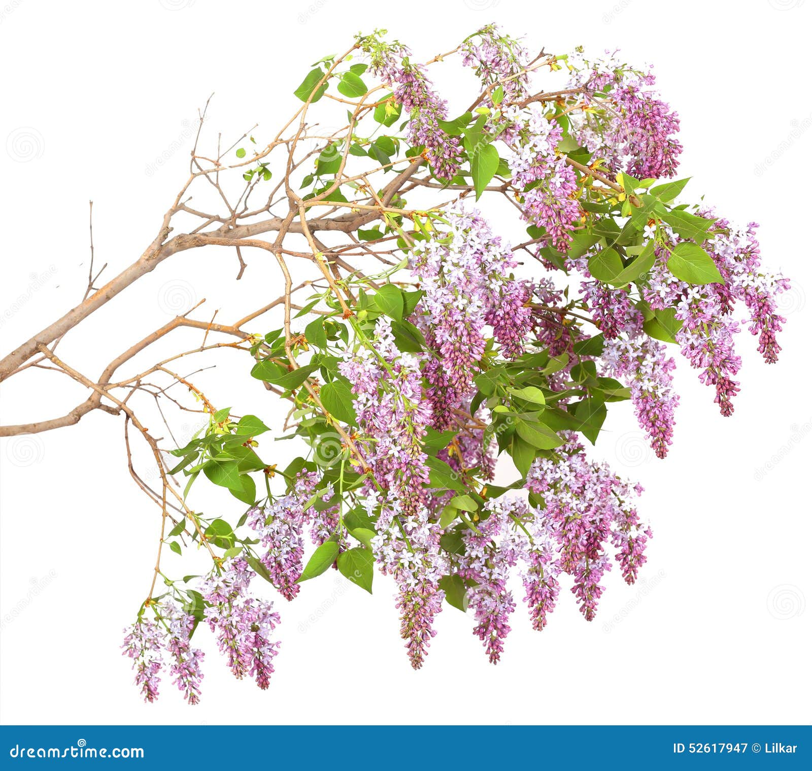 Lilac Branch on a White Background Stock Image - Image of pink ...