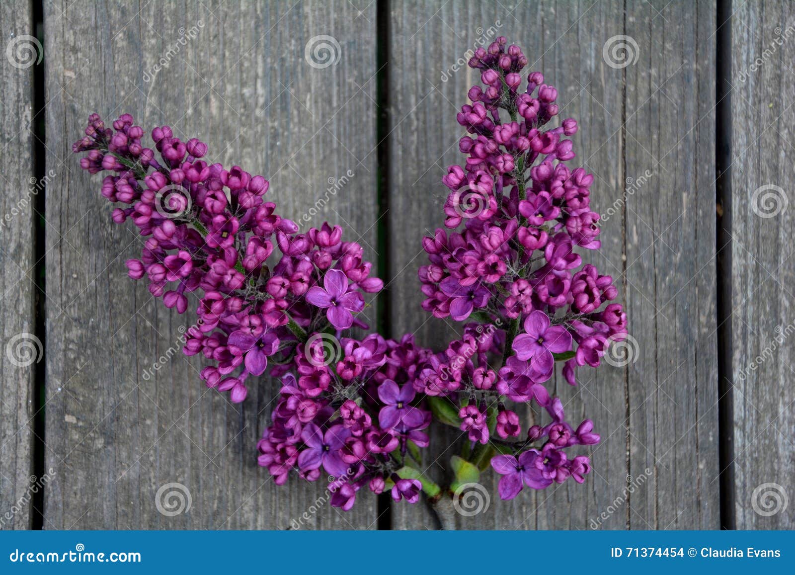 Lilac branch on wood stock photo. Image of trunk, wood - 71374454
