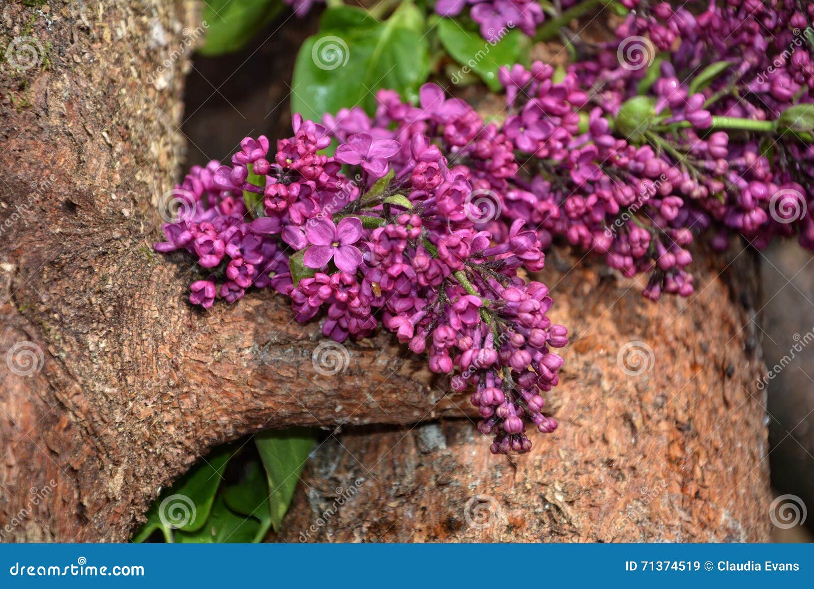 Lilac branch on wood stock image. Image of brown, natural - 71374519