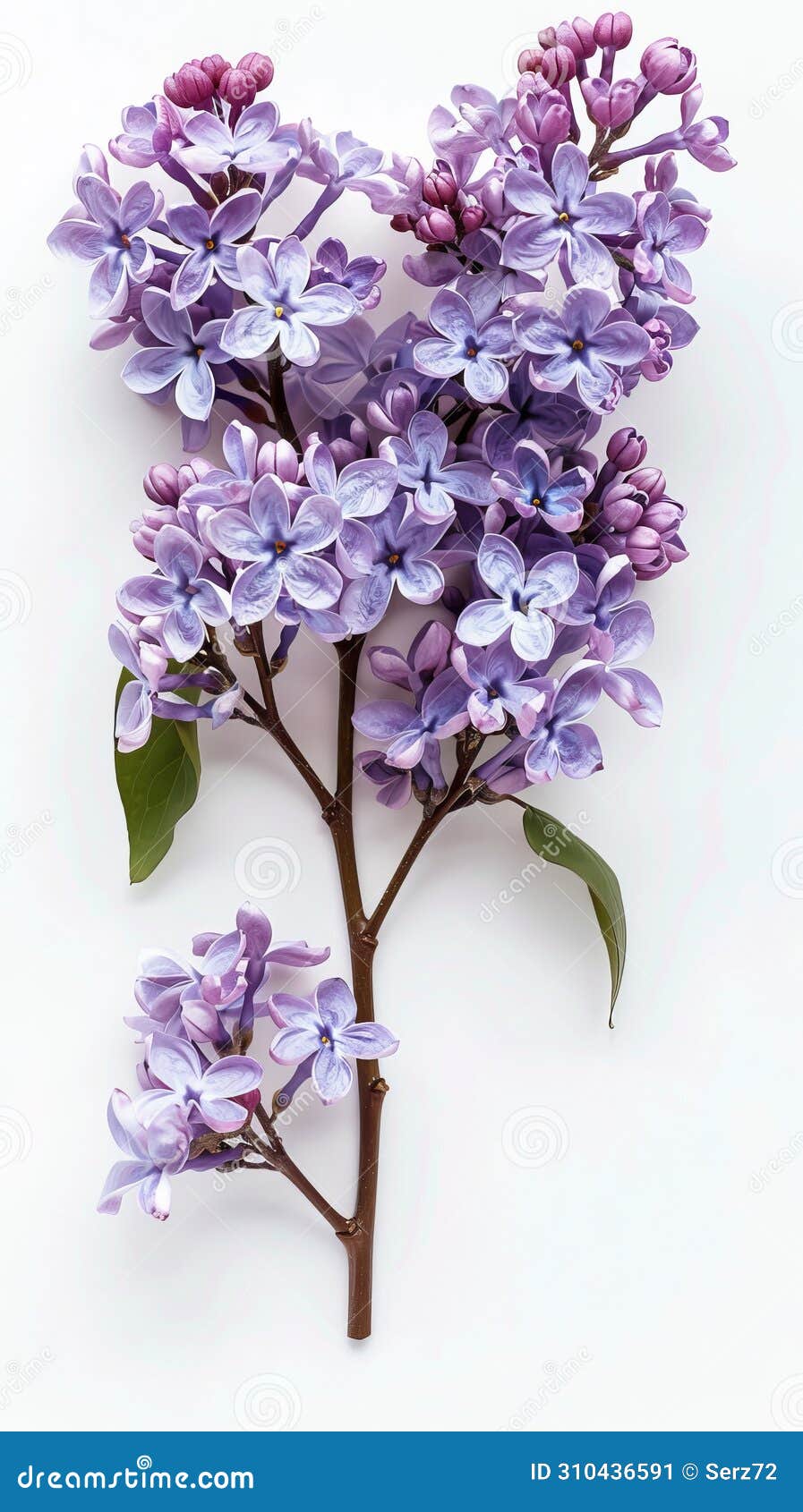 Lilac Branches on a White Background, Spring Flowers Stock Image ...