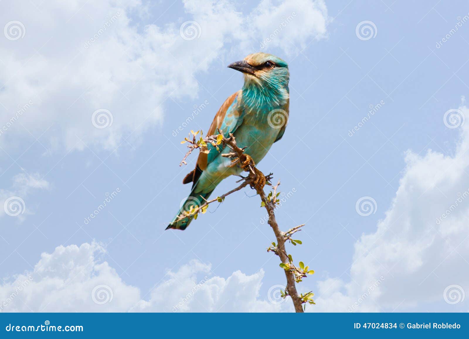 Lilac Breasted Roller stock photo. Image of bird, branch - 47024834