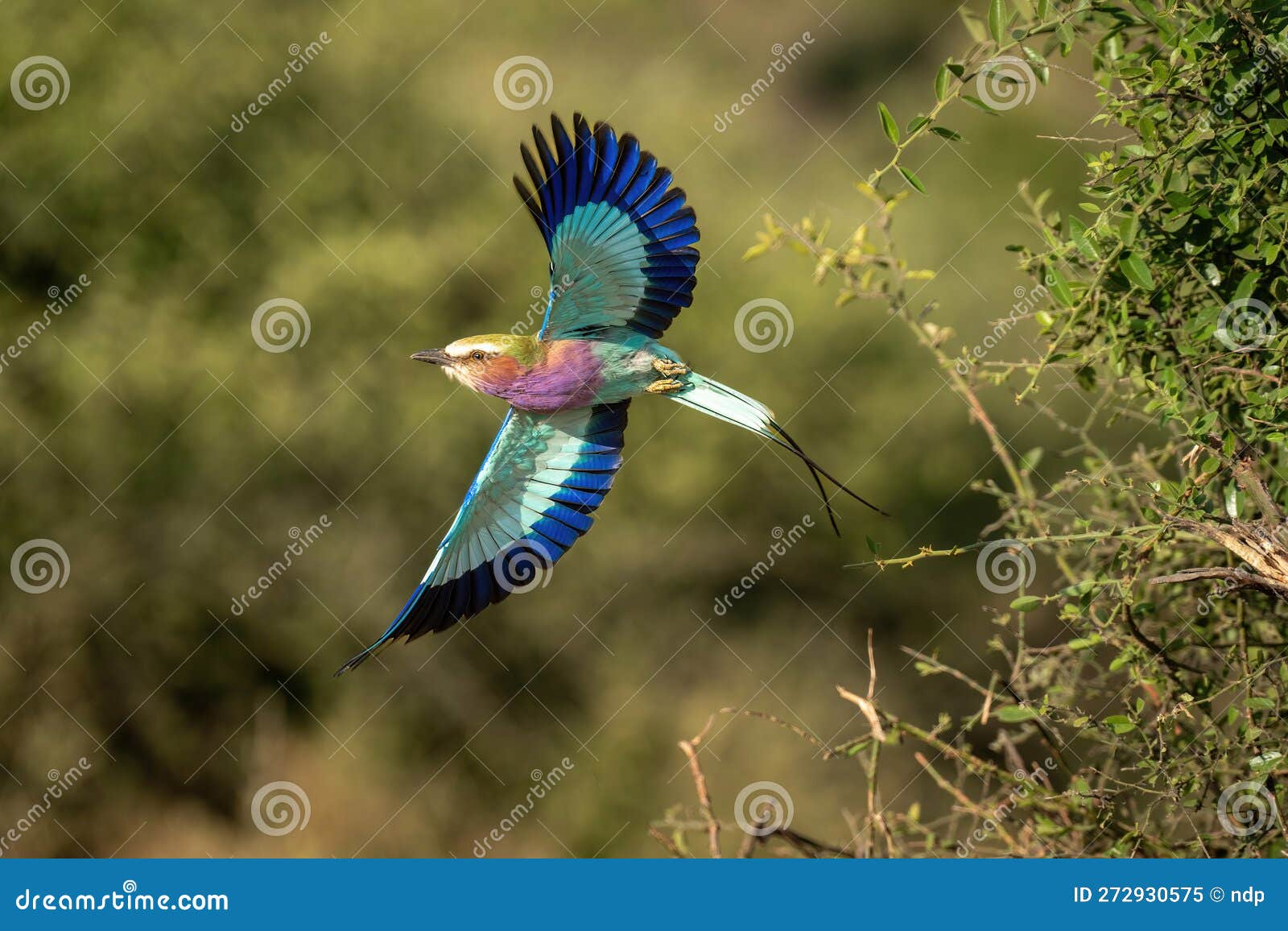 Lilac-breasted Roller with Catchlight Flies from Bush Stock Image ...