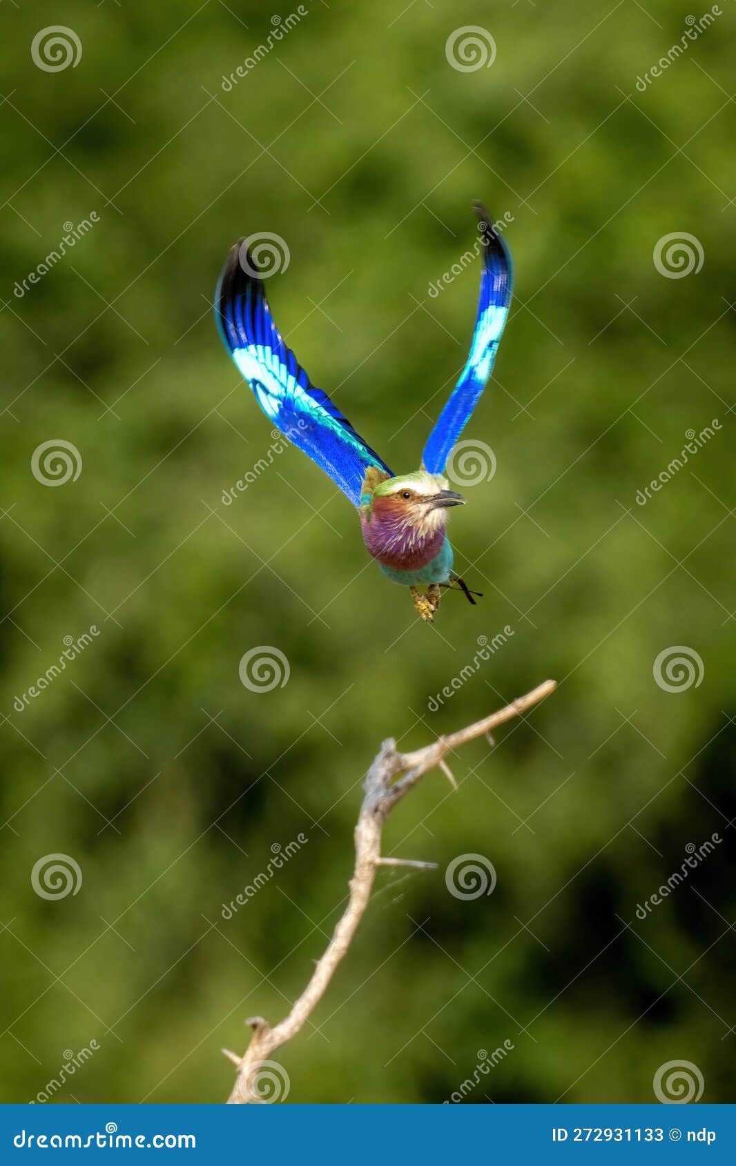 Lilac-breasted Roller with Catchlight Flies Toward Camera Stock Image ...