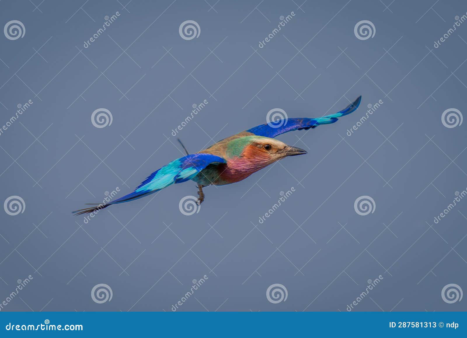 Lilac-breasted Roller Flies through Sky with Catchlight Stock Image ...