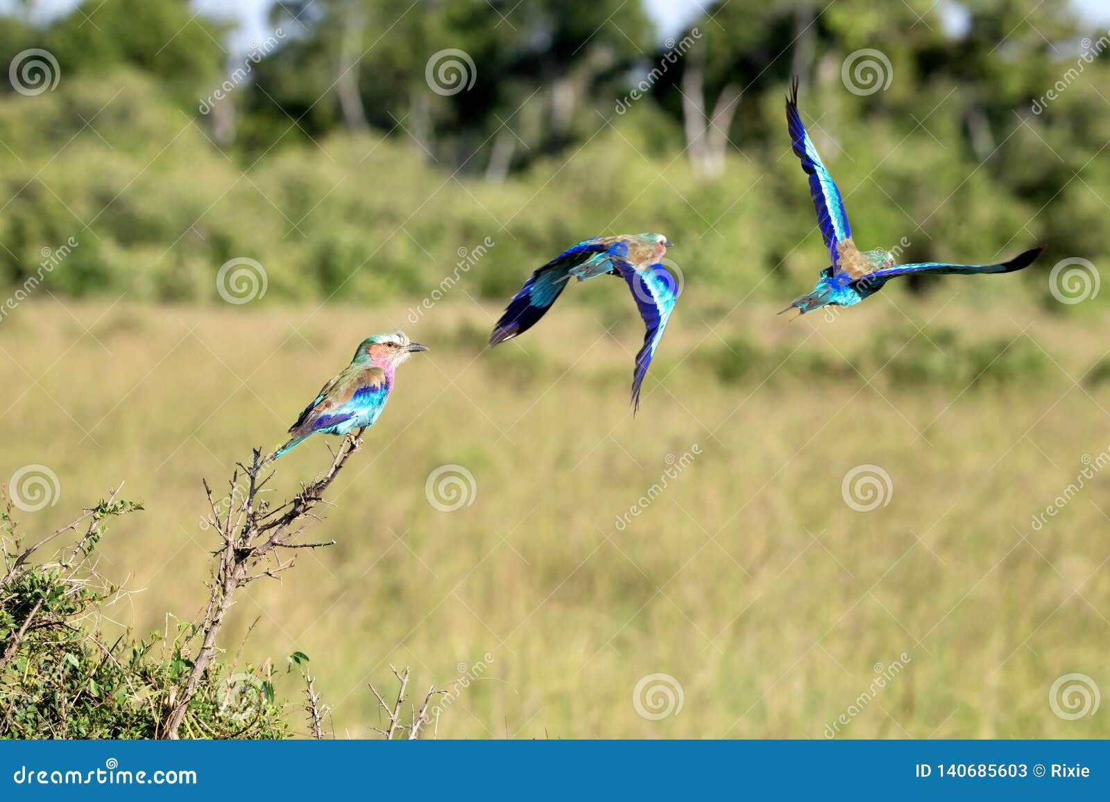 Bird Flying Sequence Green Stock Photos - Free & Royalty-Free Stock ...