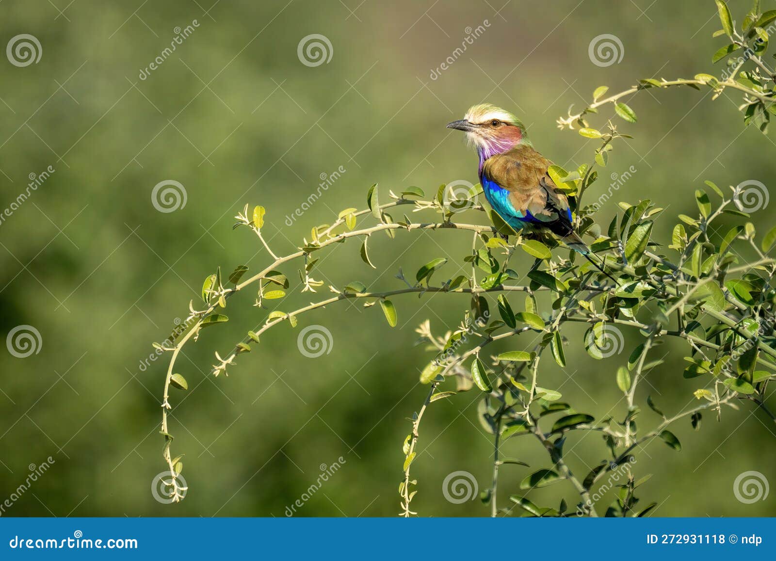 Lilac-breasted Roller on Leafy Bush in Sunshine Stock Photo - Image of ...