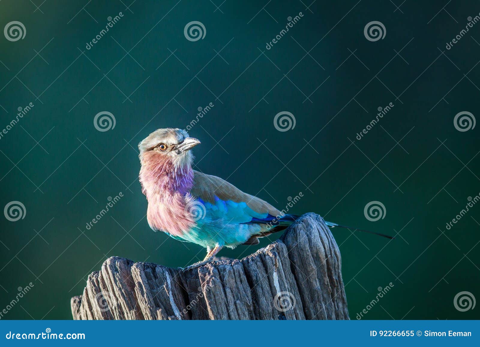 Lilac-breasted Roller on a Tree Trunk. Stock Image - Image of flight ...