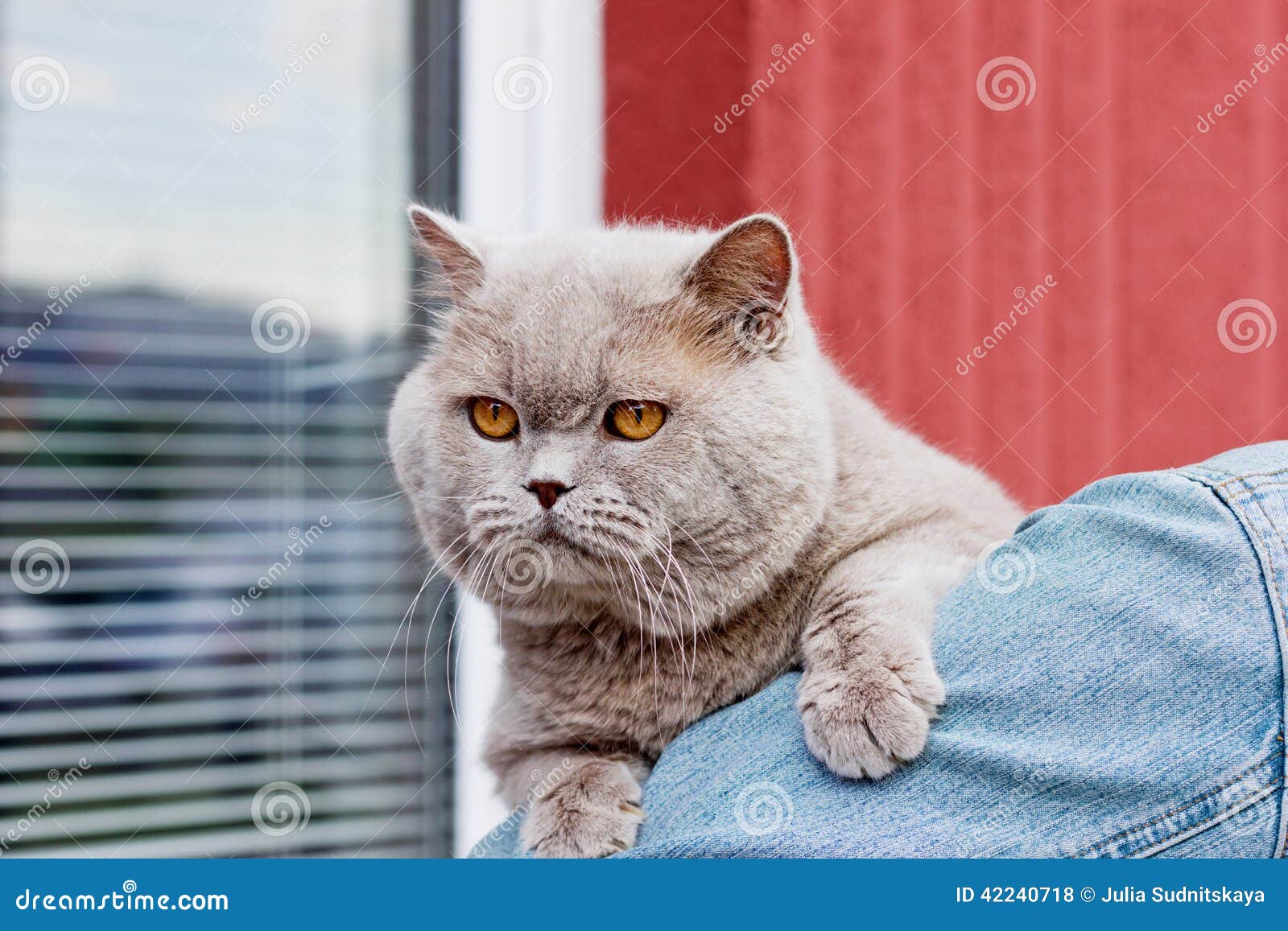 Lilac british cat stock photo. Image of animals, british - 42240718