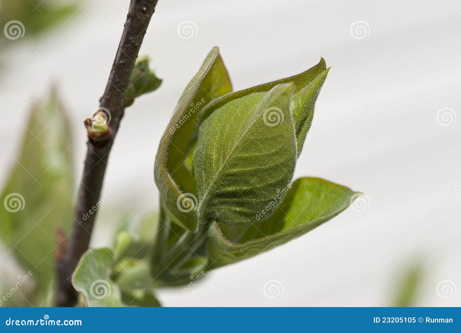 Lilac Bud stock image. Image of lilac, green, flower - 23205105