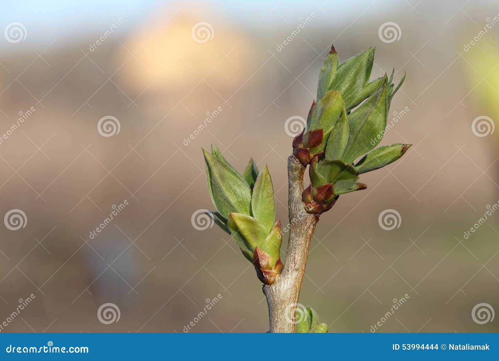 Lilac buds stock photo. Image of branch, bush, swell - 53994444