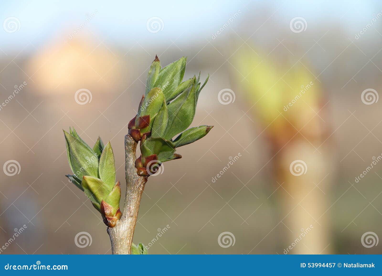 Lilac buds stock image. Image of spring, swell, green - 53994457