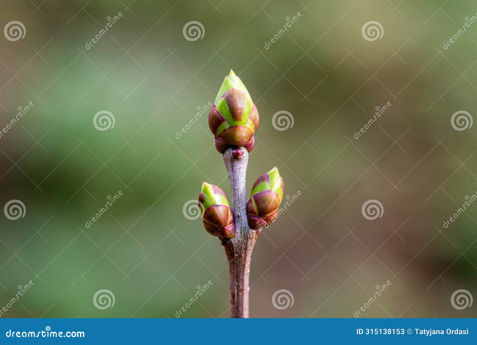 Lilac Buds on a Branch in Spring. Tree Branches with Tender Green Buds ...