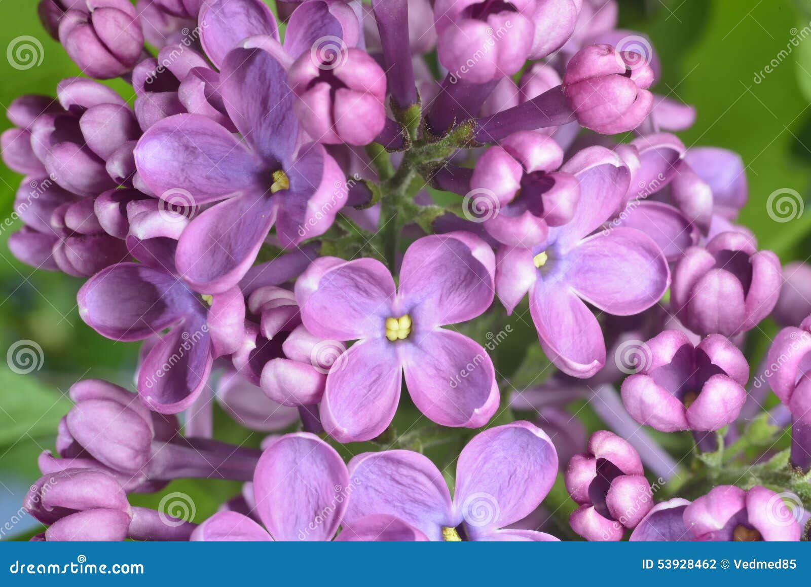 Lilac buds stock photo. Image of blossoming, flower, pestil - 53928462