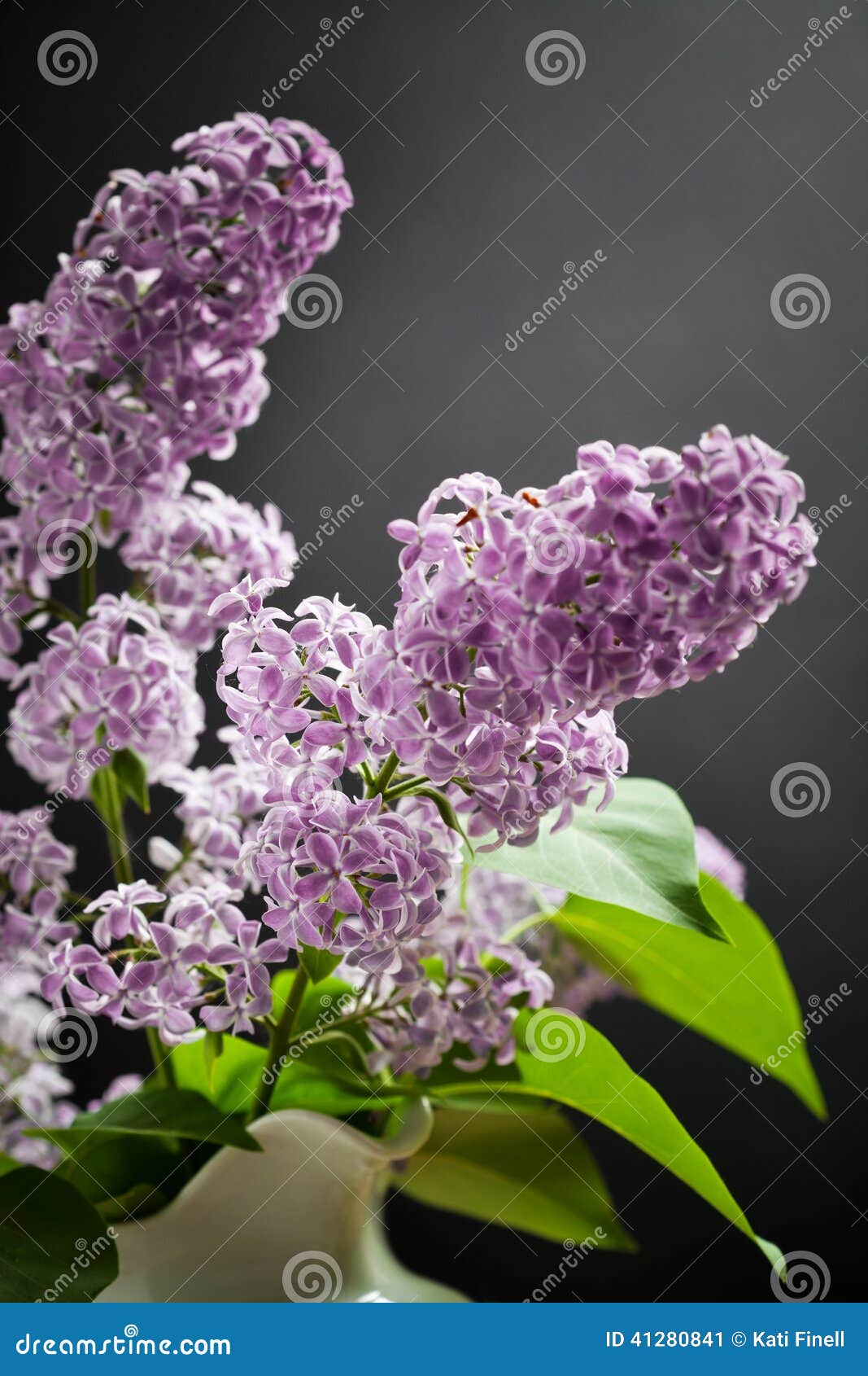 Lilac stock image. Image of bush, fragrant, decoration - 41280841