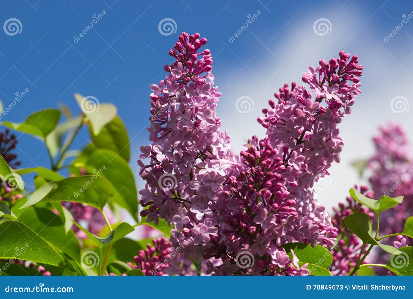 Lilac Bush on a Background of Blue Sky Stock Image - Image of head ...
