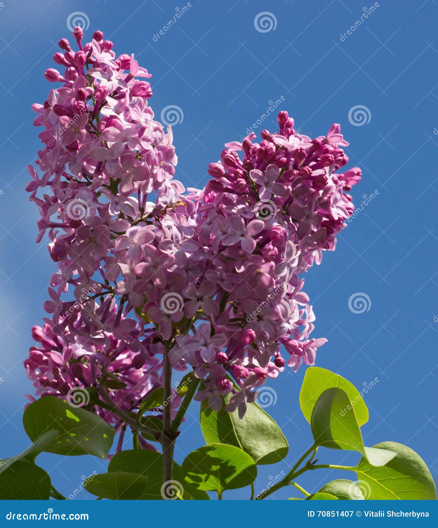 Lilac Bush on a Background of Blue Sky Stock Image - Image of ...