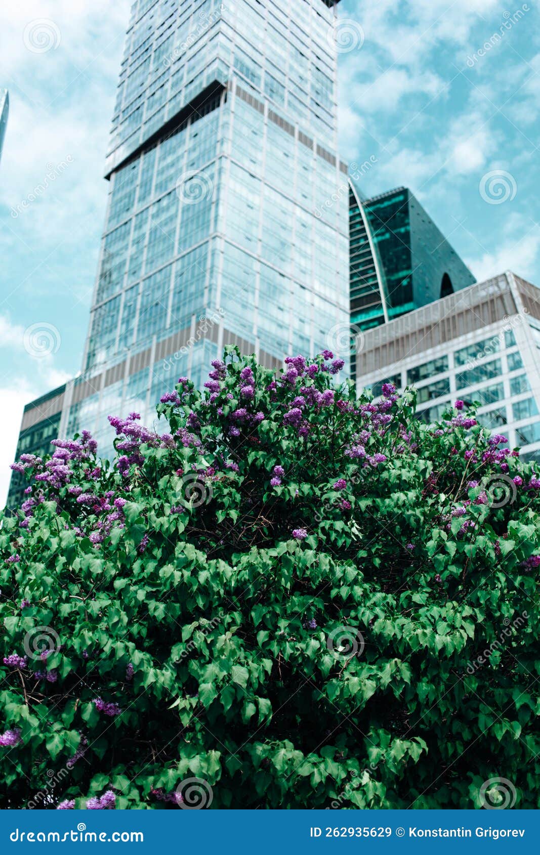 Lilac Bush on the Background of a Skyscraper Building Stock Image ...
