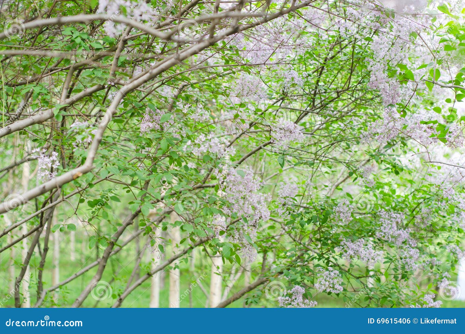 Lilac bush stock photo. Image of abstract, nature, garden - 69615406