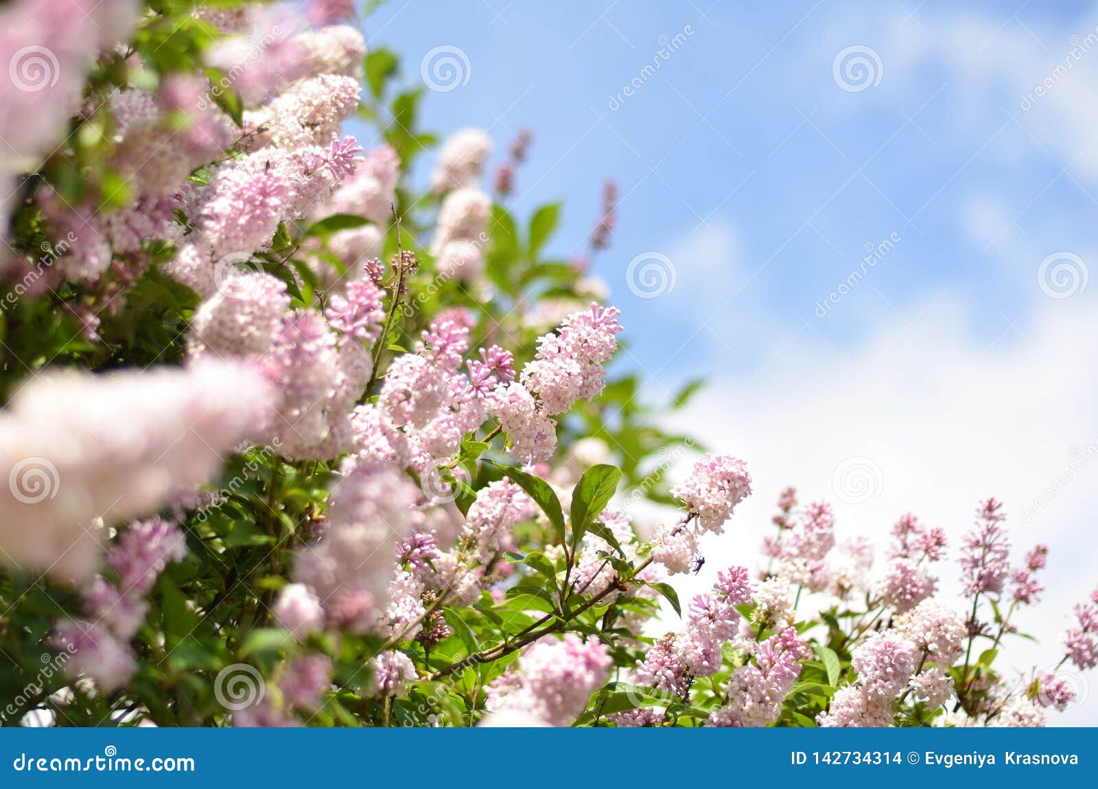 Lilac Bush Over Sky Background Stock Photo - Image of bouquet, blossom ...
