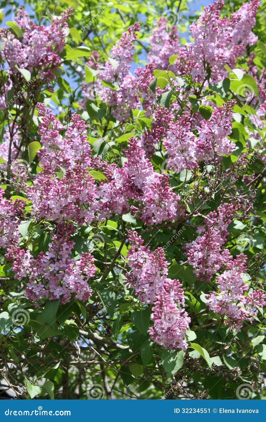 Lilac bush stock image. Image of purple, spring, foliage - 32234551
