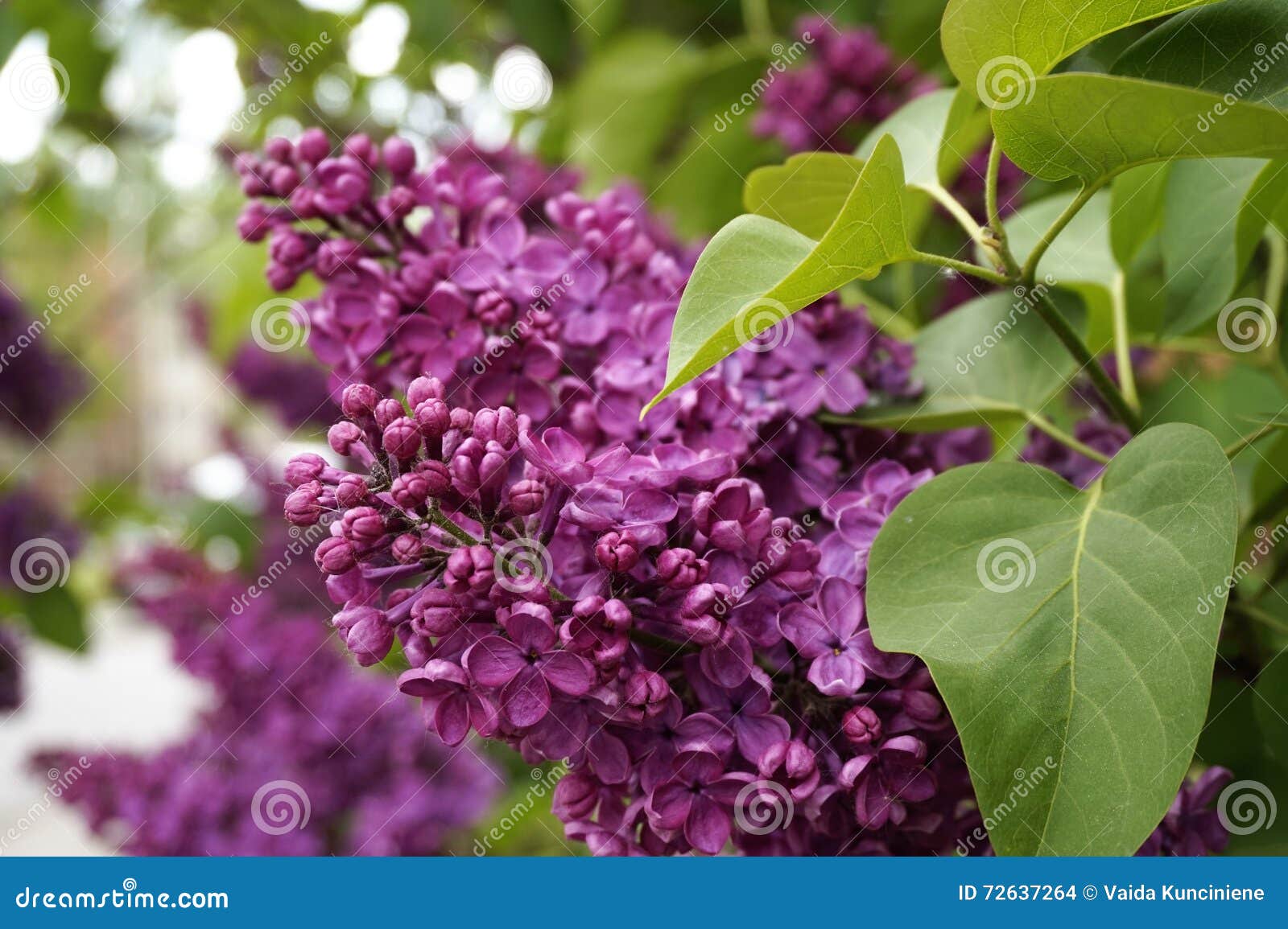 Lilac bush stock photo. Image of twig, flower, leaf, smell - 72637264