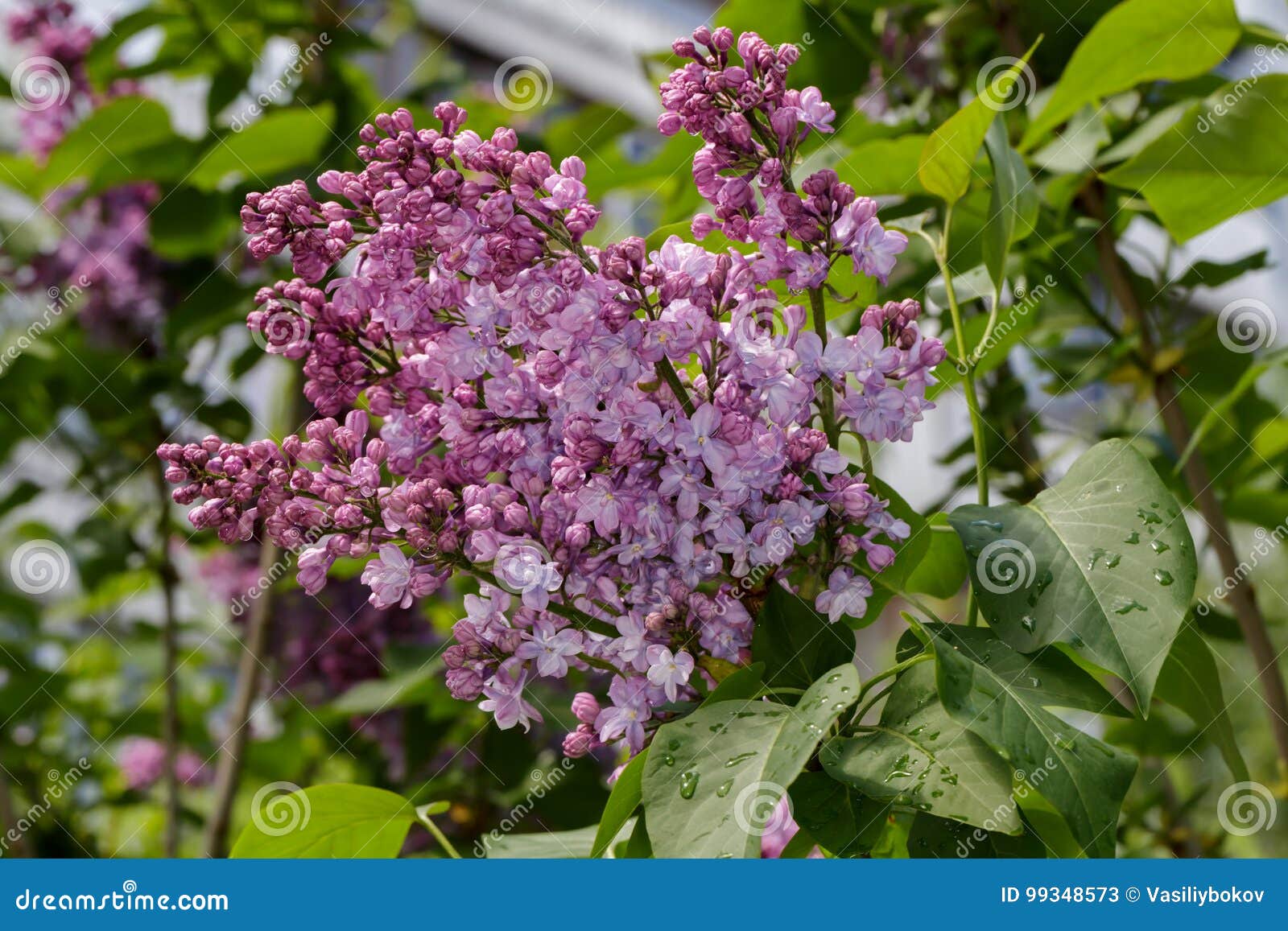Branch of lilac stock image. Image of flower, leaf, beauty - 99348573