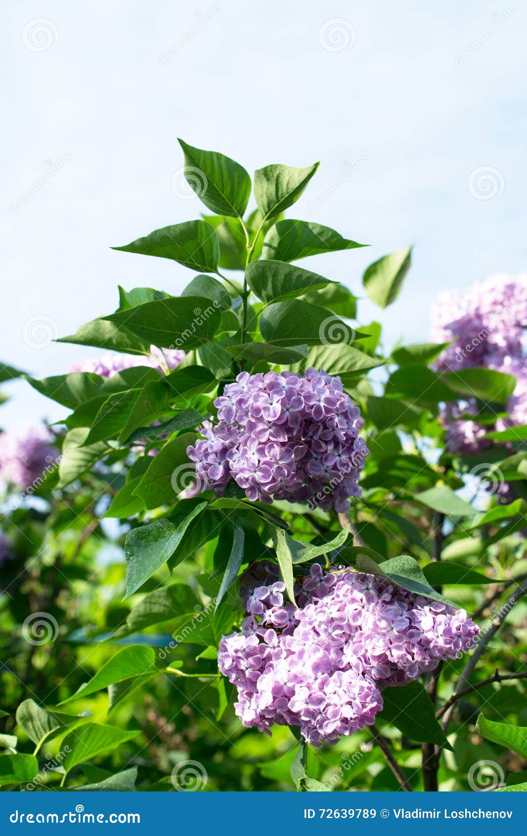 Lilac bush red stock image. Image of decorative, blooming - 72639789