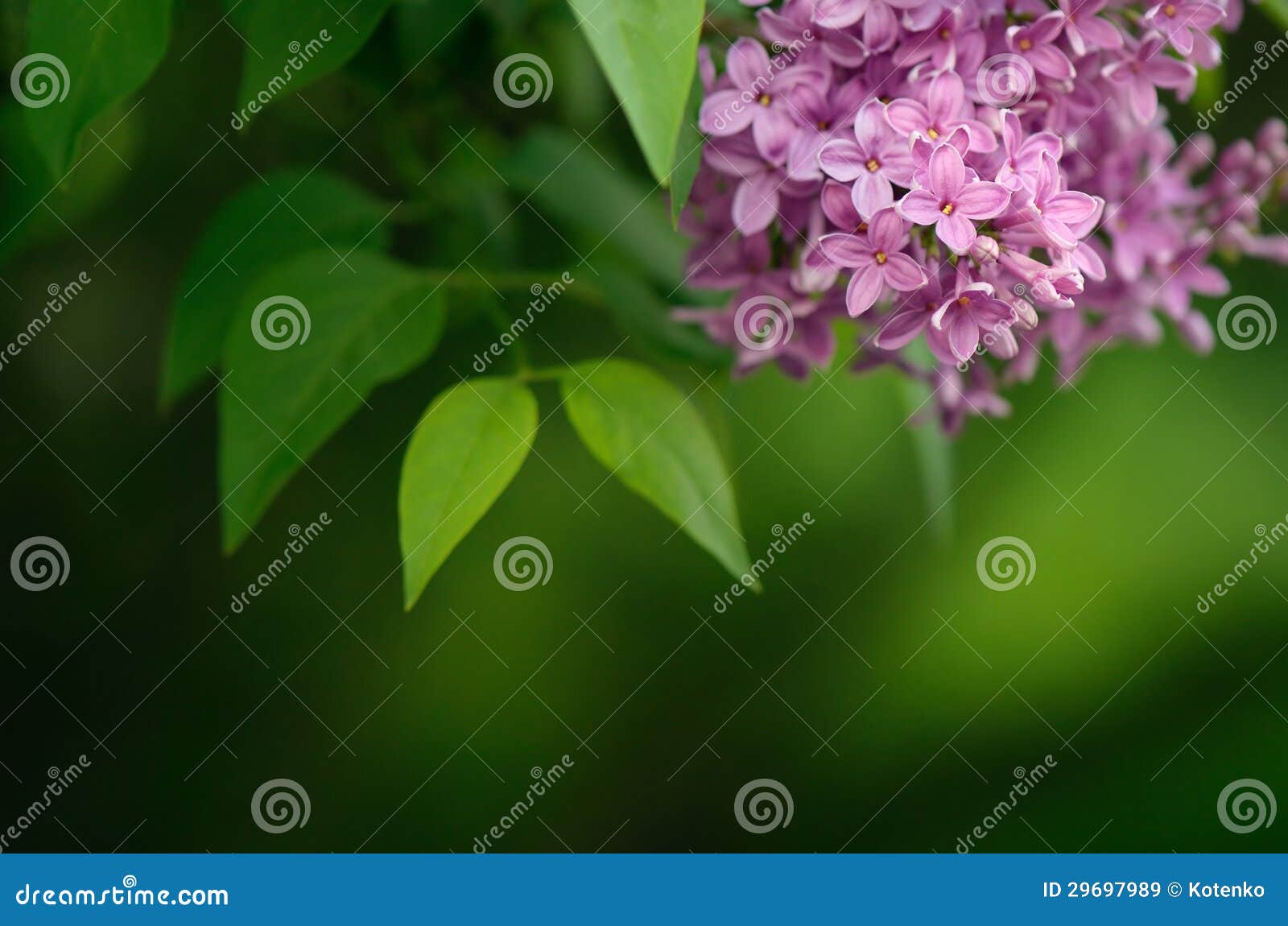 Lilac bush in the spring stock image. Image of nature - 29697989