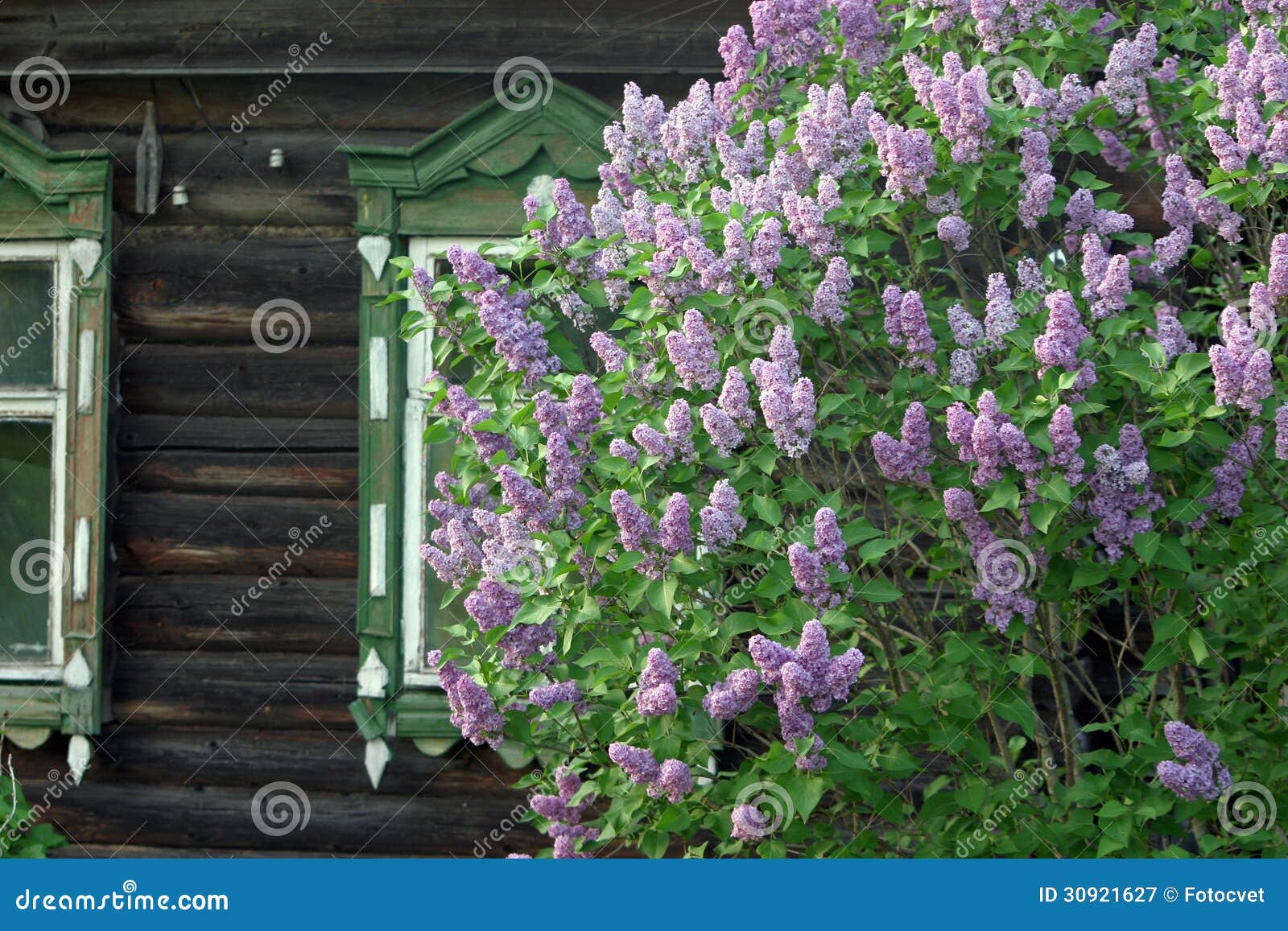 Lilac Bush at Windows of the Old House Stock Image - Image of cluster ...