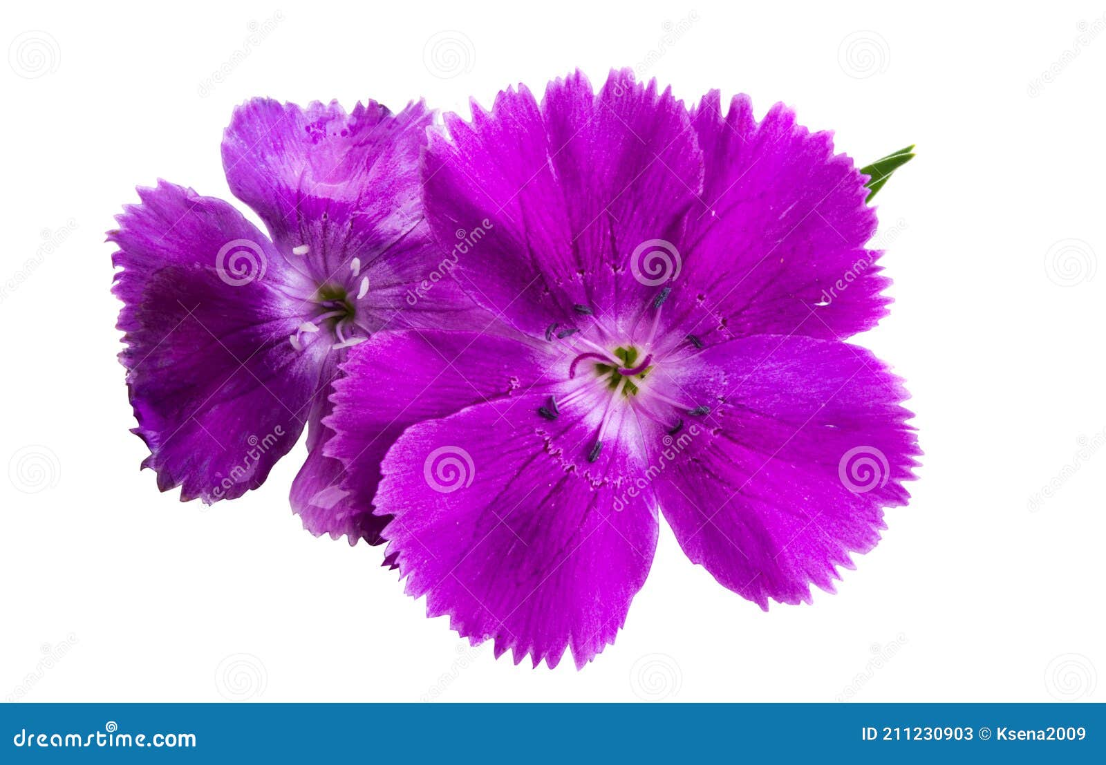 Lilac carnation isolated stock image. Image of flower - 211230903