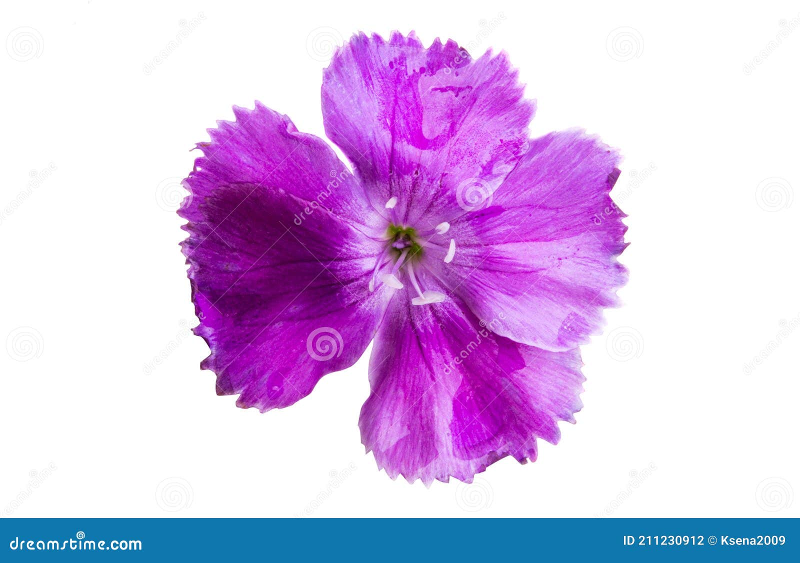Lilac carnation isolated stock photo. Image of background - 211230912