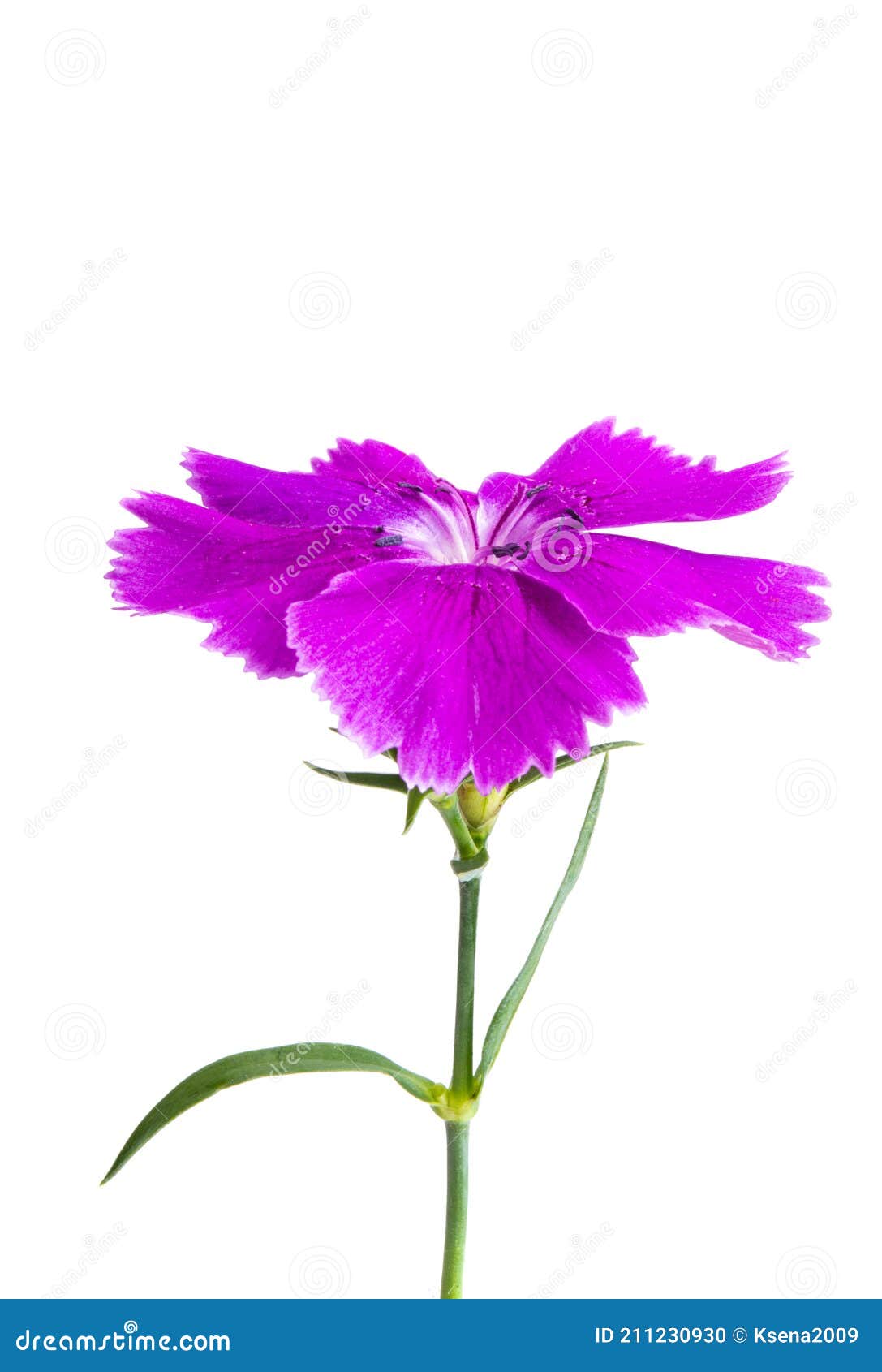 Lilac carnation isolated stock photo. Image of dianthus - 211230930