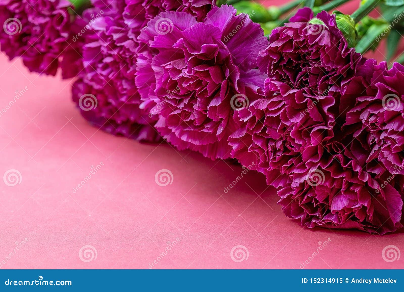 Lilac Carnations Lying on a Similar Stock Image - Image of decoration ...
