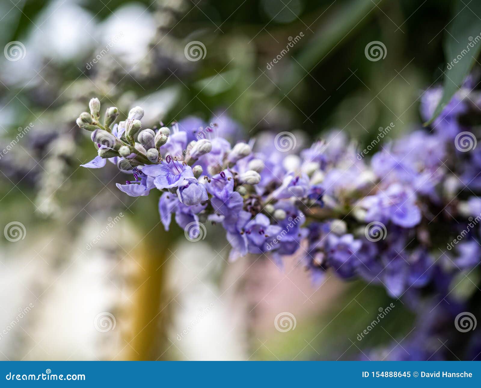 Lilac Chaste Tree Flowers in Bloom 2 Stock Image - Image of leaf ...