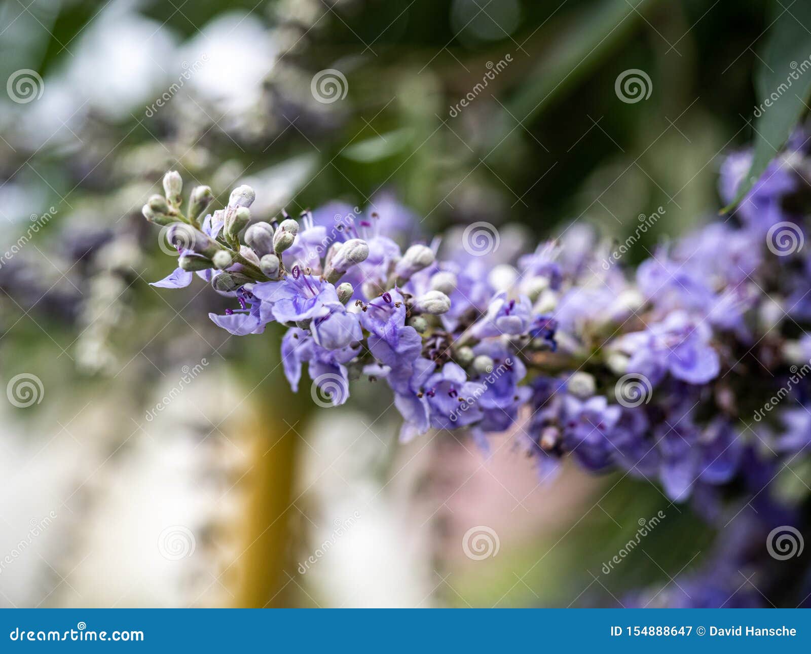 Lilac Chaste Tree Flowers in Bloom 1 Stock Image - Image of organic ...