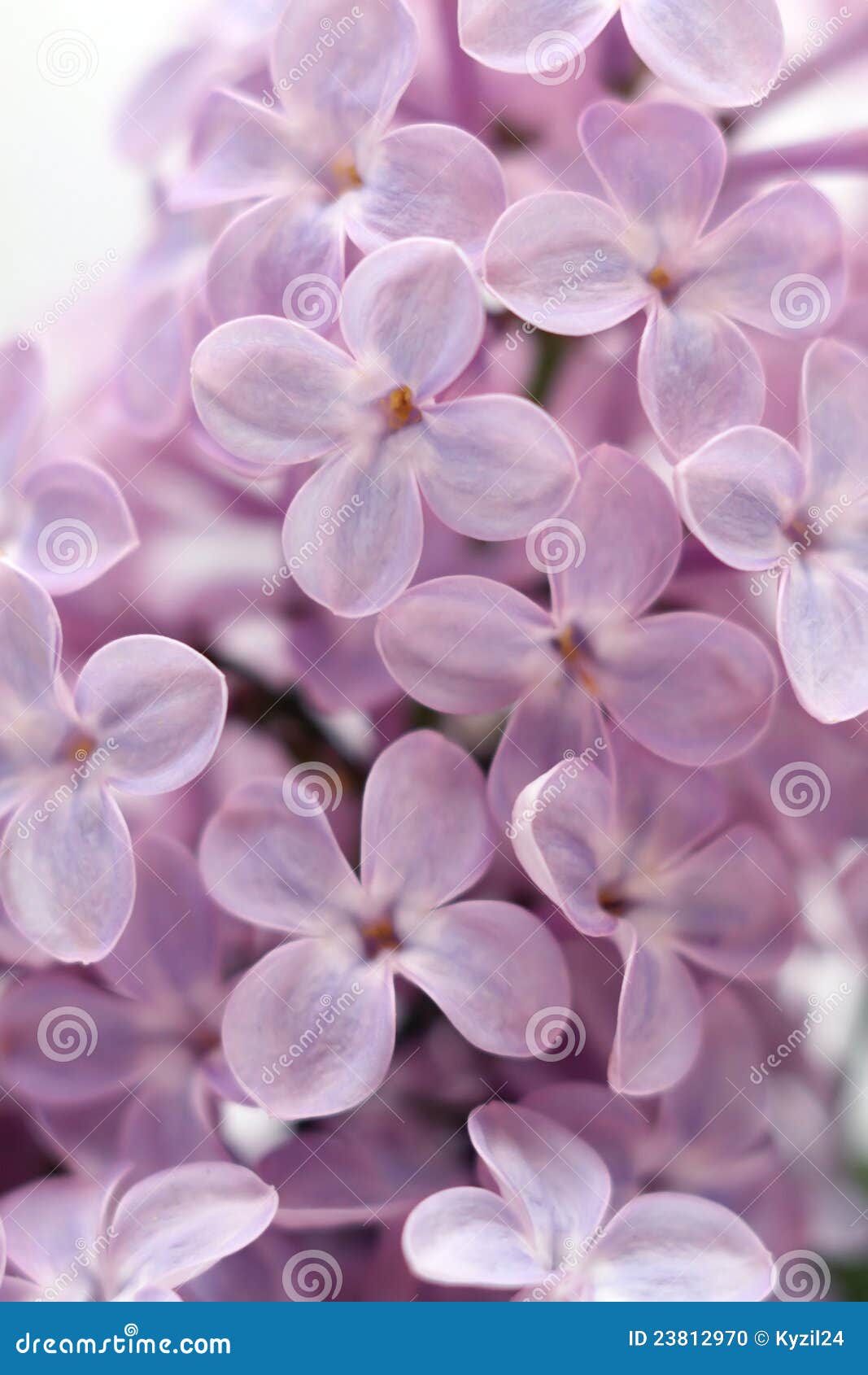 Lilac close-up stock photo. Image of petal, pastel, nature - 23812970