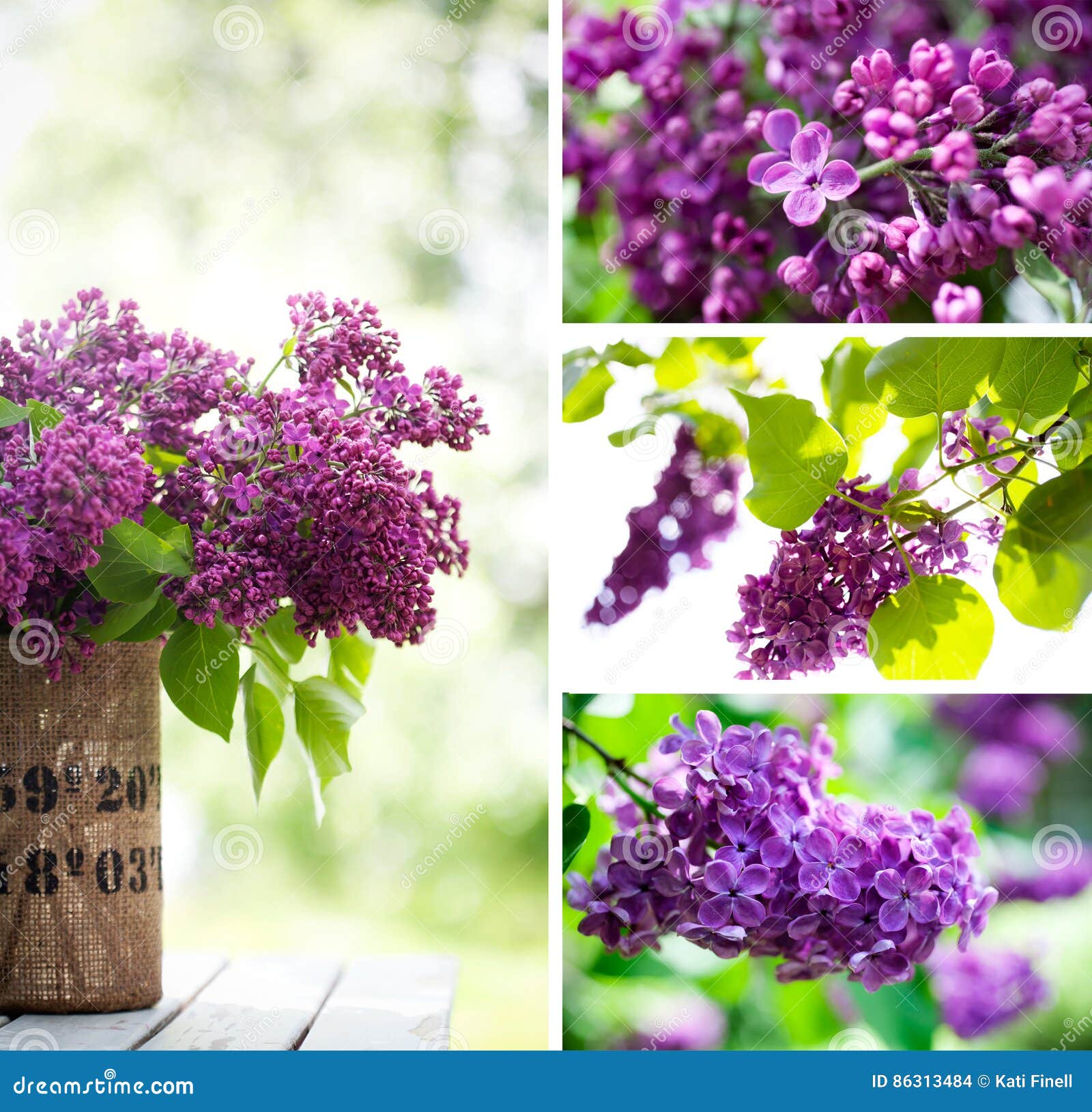 Lilac collage stock photo. Image of botanic, floral, outdoor - 86313484