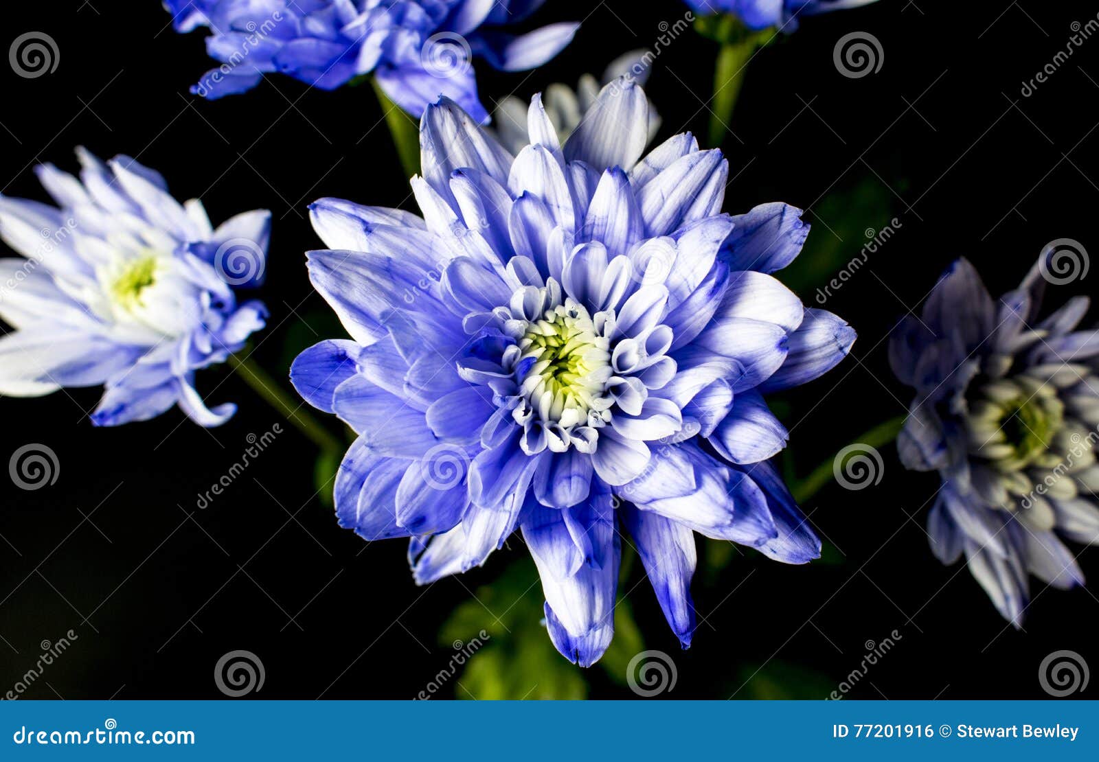 Lilac Coloured Chrysanth Bouquet Stock Photo - Image of flower, frame ...